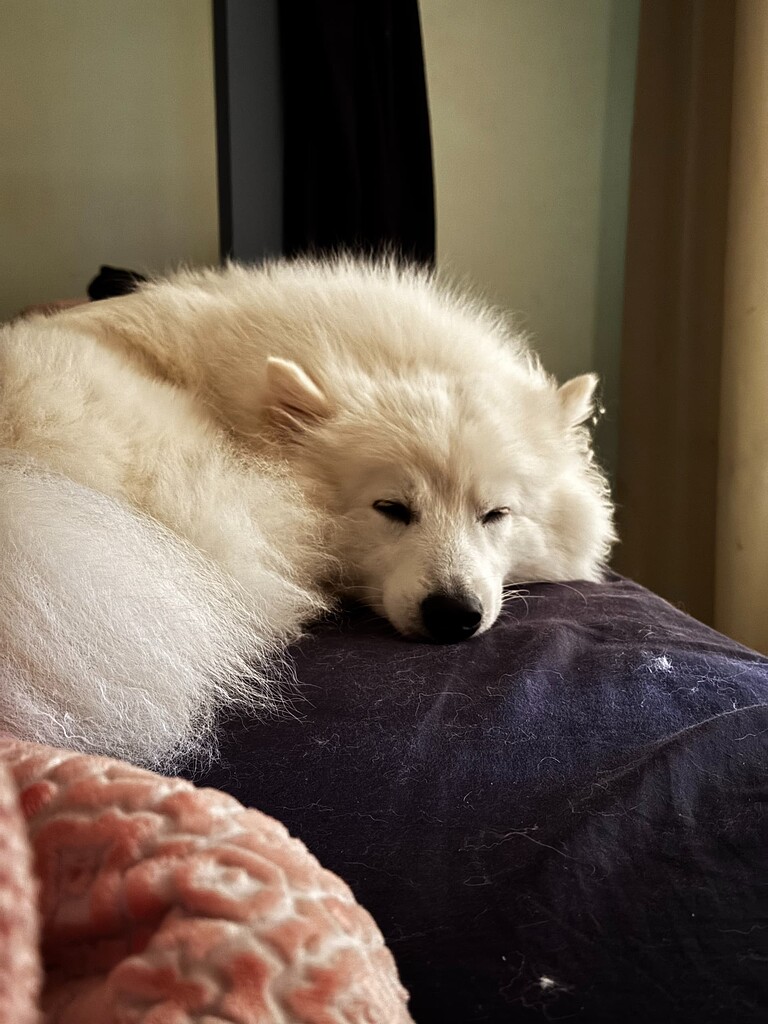 Re-introducing Gabriel Grubba - announce - Meteor Forum